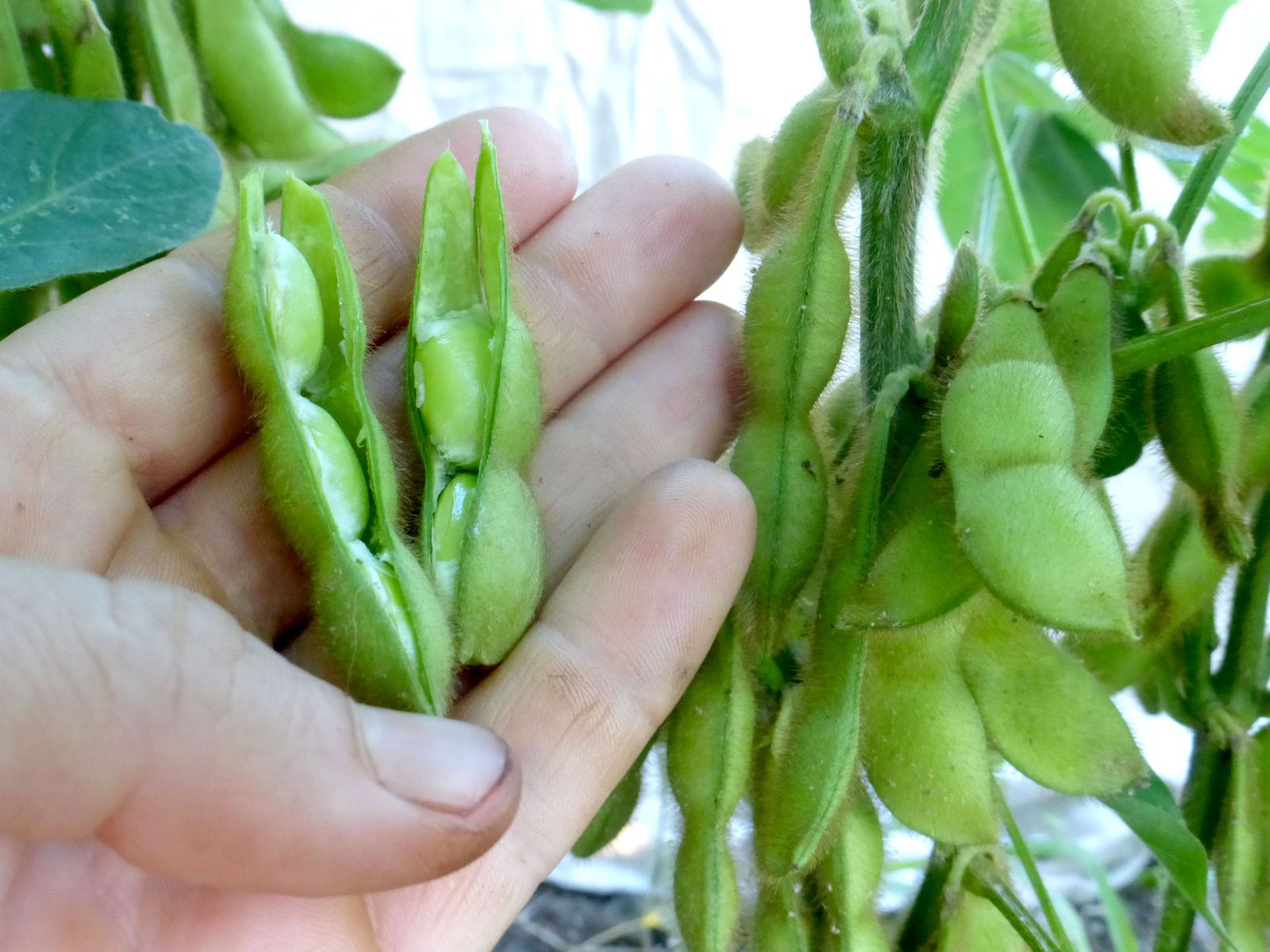 Tìm hiểu nhu cầu dinh dưỡng của cây đậu tương (đậu nành)
