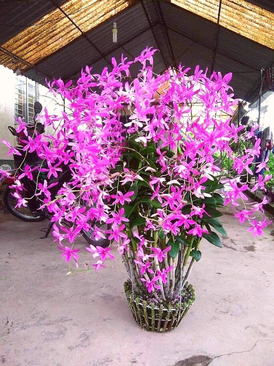 Cách kích cho hoa lan Dendro nở đúng dịp tết Nguyên Đán