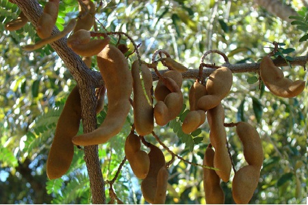 Kỹ thuật trồng cây me thái năng suất vượt trội