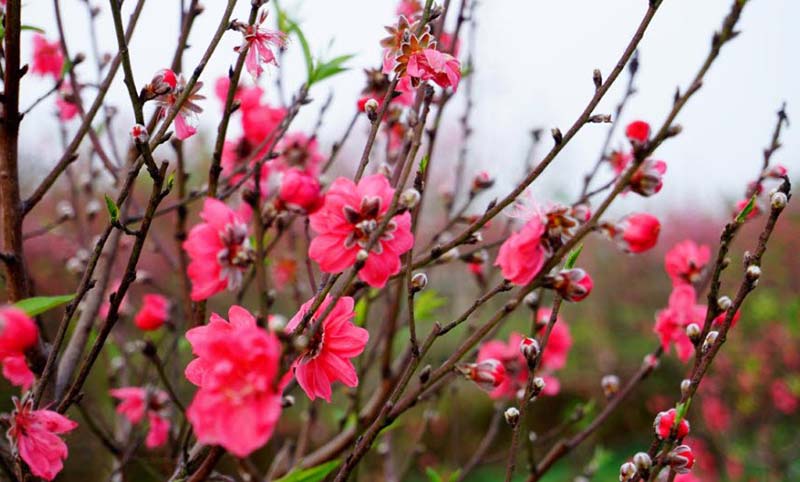 Hướng dẫn kỹ thuật điều tiết (thúc, hãm) cây đào nở hoa đúng dịp Tết