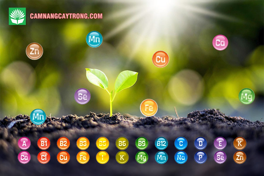 Nhu cầu vi lượng của cây trồng: vai trò, liều lượng và cách bổ sung ...