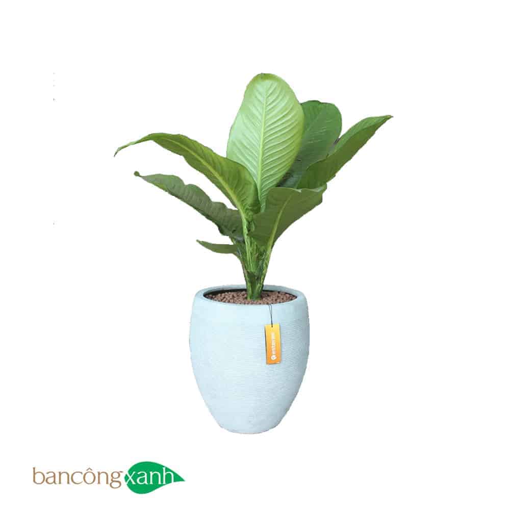Cây cảnh văn phòng