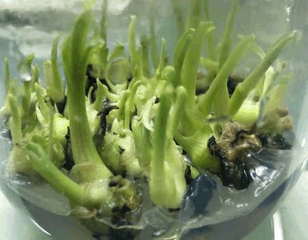 Kỹ thuật nhân giống chuối bằng phương pháp nuôi cấy invitro