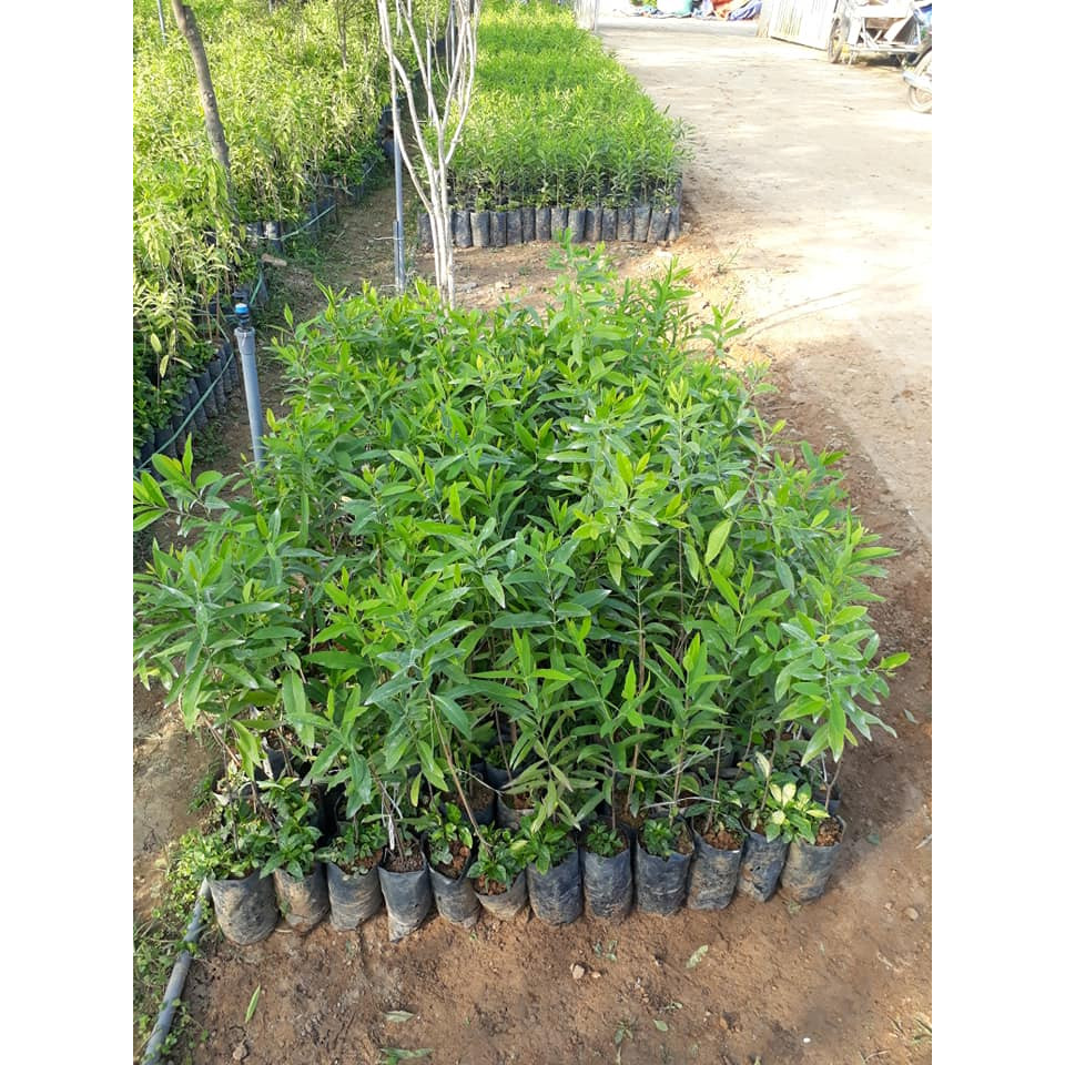 Cây đàn hương “triệu đô” tiềm năng phát triển kinh tế tại Việt Nam