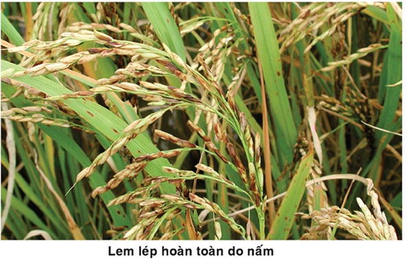Bệnh lem lép hạt lúa và các biện pháp phòng trừ